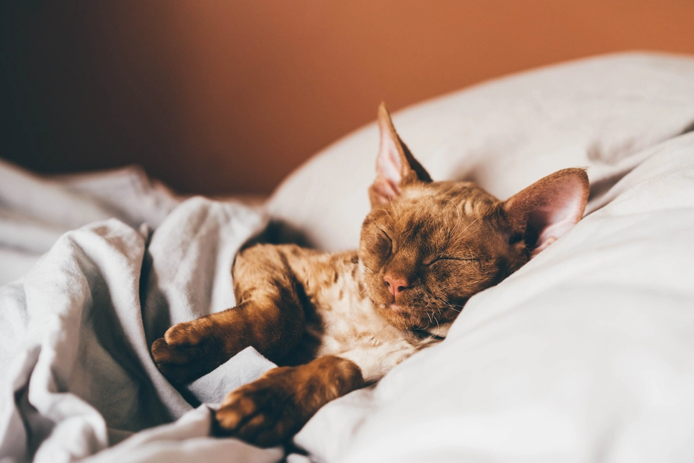 About The Devon Rex Cat Breed | Pixie Stixs Cattery