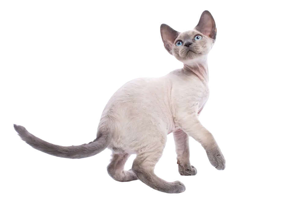 Pixie Stixs Cattery | A Devon Rex Cattery In LaGrange, GA