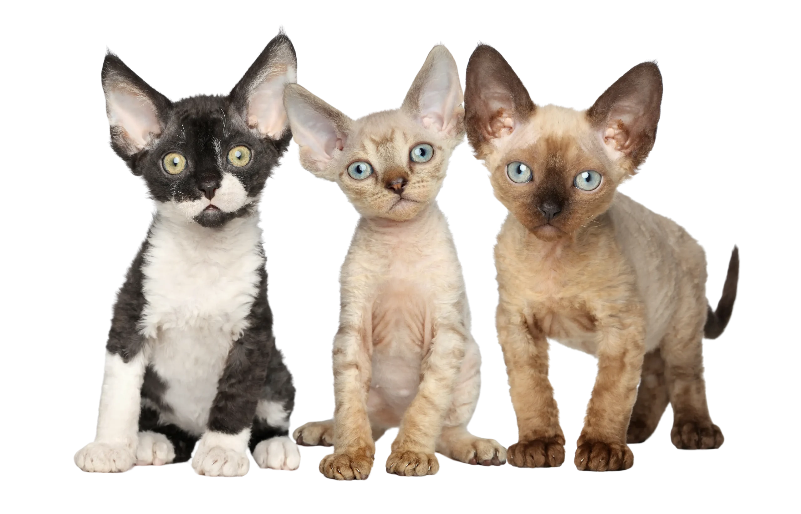 Pixie Stixs Cattery | A Devon Rex Cattery In LaGrange, GA