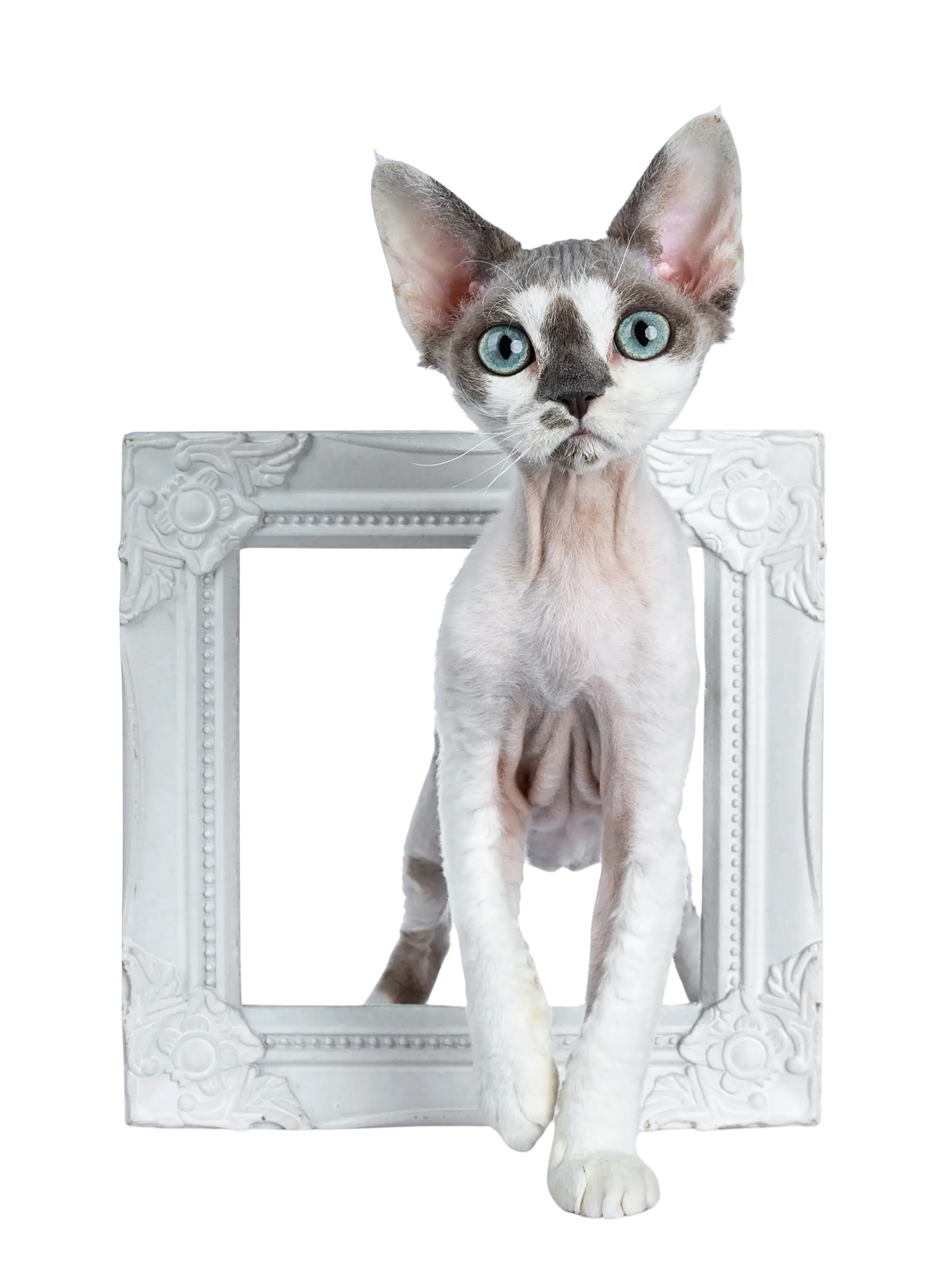 About The Devon Rex Cat Breed | Pixie Stixs Cattery