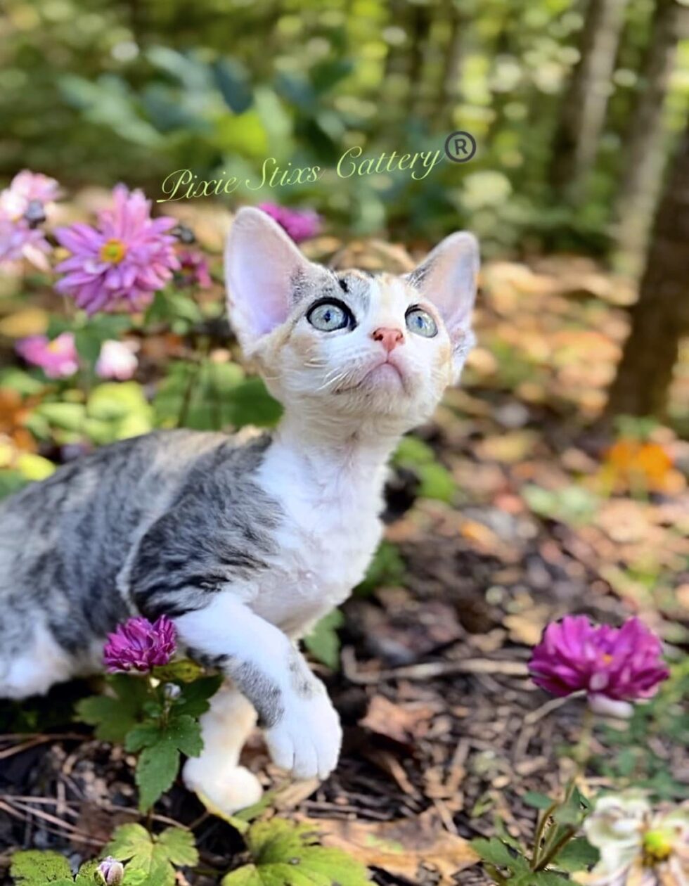 Devon Rex Cats | Our Kings & Queens